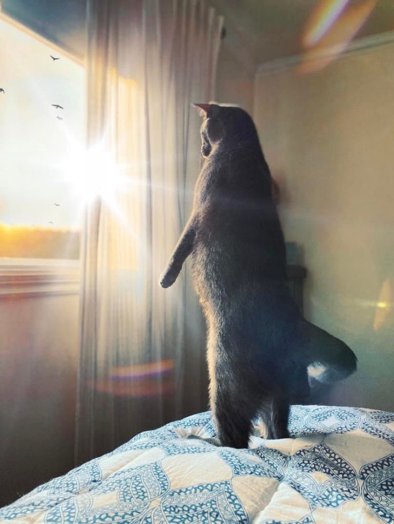 Jules – My Guardian – My journey in this life time